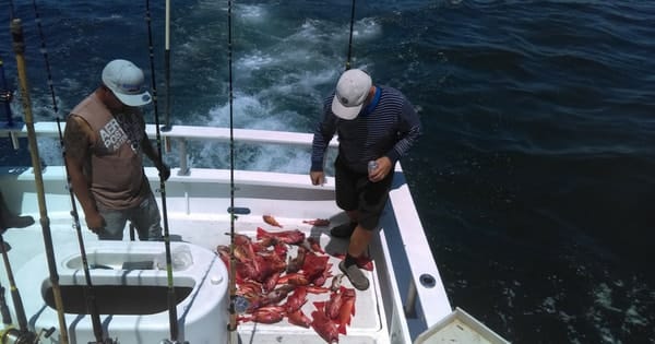 Photo Gallery - Ensenada Sportfishing