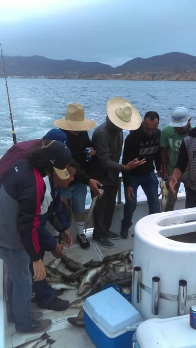 Photo Gallery - Ensenada Sportfishing