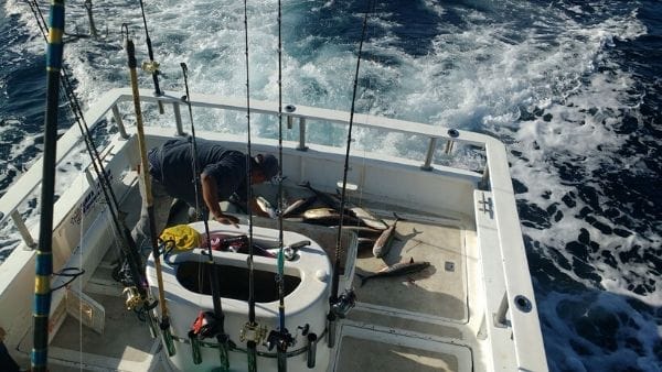 Photo Gallery - Ensenada Sportfishing